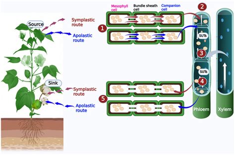 Schematic Illustration Of The Transport Steps Involved In The Active Download Scientific