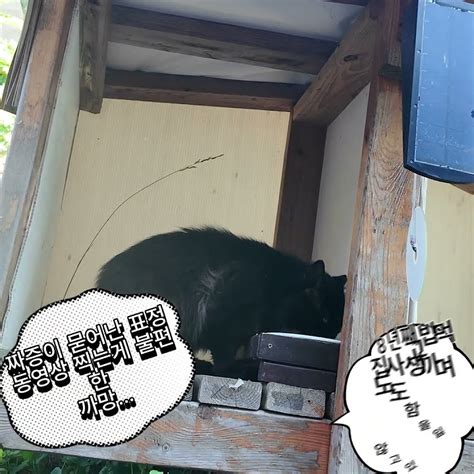 길냥이 미국 도도녀 갑질녀 까망 Youtube