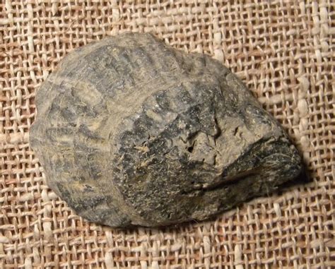 Calvert Cliffs Fossils Swordwhale Walking Illustration Webcomic Stories Photojourneys Videos