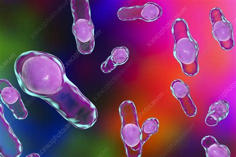 Clostridioides Difficile Bacteria Illustration Stock Image F013 4441 Science Photo Library