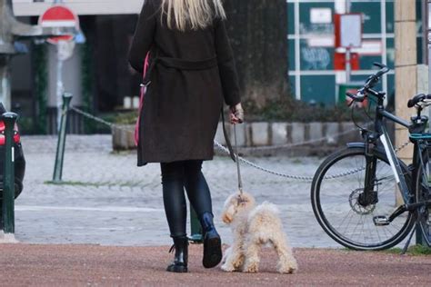 Pudel Hund Fotos Imago
