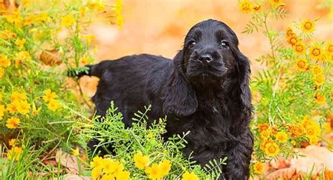 English Cocker Spaniel A Complete Guide To An Active Dog Breed