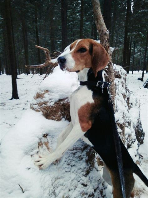 Treeing Walker Coonhound Breed Information Guide Photos Traits Care Artofit
