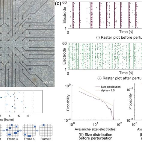 Biological Inspiration For The Development Of Novel Computing Methods Download Scientific