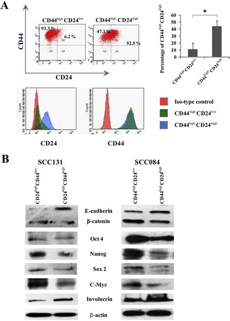 Cd44 High Cd24 Low Are More Stem Like Than Cd44 High Cd24 High Cells