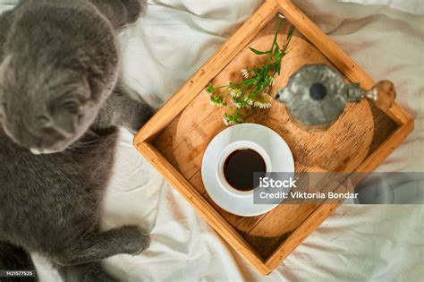 커피 컵이있는 침대에있는 스코틀랜드 회색 고양이 간헐천 커피 메이커 및 흰색 침대 시트의 트레이에있는 꽃 좋은 아침 집에있는 침대에서 아침 식사 0명에 대한 스톡 사진 및