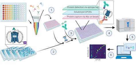 Research Into The Immunogenicity Of Gpcr Epitopes To Enhance Future