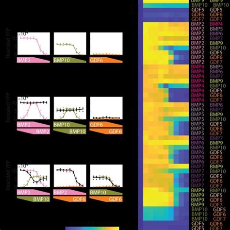 Michael Elowitz California Institute Of Technology Ca Cit Division Of Biology Research