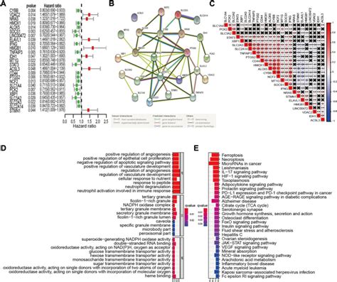 Identification Of A Novel Ferroptosis Related Gene Signature Associated With Prognosis The