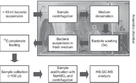 Figure 416 From Propionic Acid Degradation By Syntrophic Bacteria
