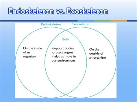 Exoskeleton Vs Endoskeleton