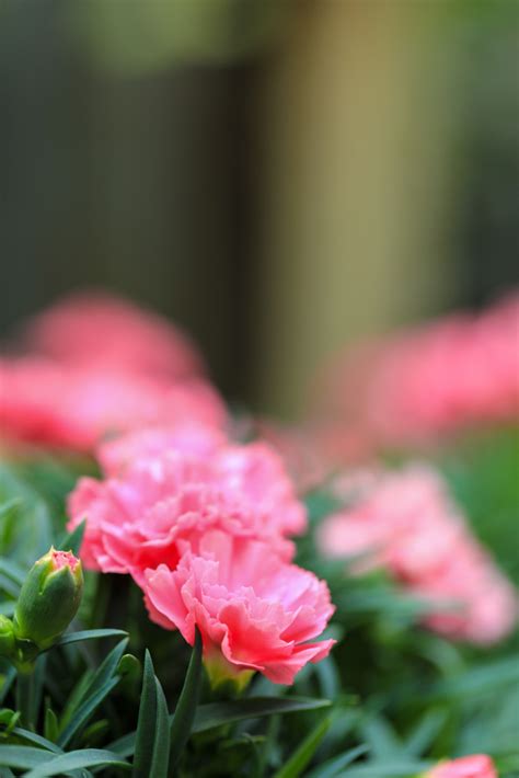 粉色花卉素材 粉色花卉模板 粉色花卉图片免费下载 设图网