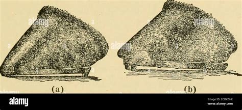 Agriculture And The Farming Business A Fore Feet Of Regular Form In Regular Standing