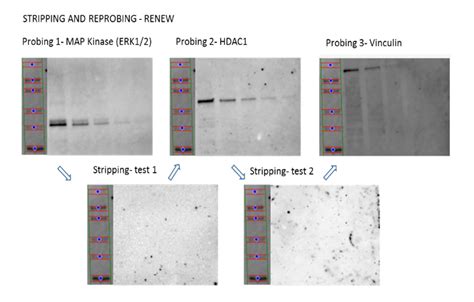 Stripping Buffer Recipe Bryont Blog