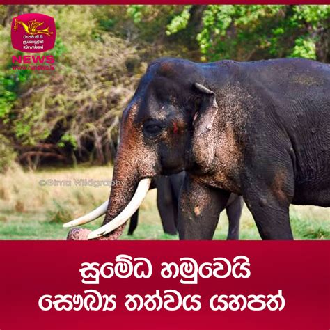 Rupavahini News ලොරියක ගැටීමෙන් දලය කැඩුණු සුමේධ නමැති හස්තියා සොයාගෙන තිබෙනවා ඒ රිටිගලට