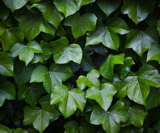 How To Prune Ivy Expert Advice On Maintaining Ivy Homes And Gardens