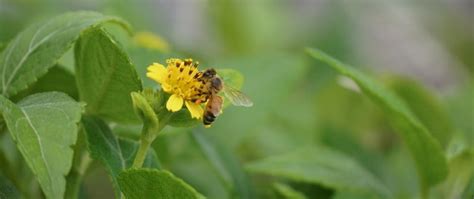 Mixing Synchronous And Asynchronous Requests For Serious Speed Dev Community