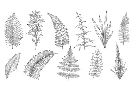 Forest Plants Sketch Hand Drawn Grass And Vintage Botanical