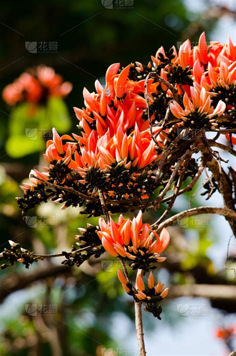 柚木树自然垂直画幅无人夏天户外特写泰国印度红色