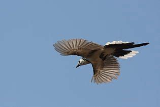 Calocitta Formosa Wikipedia La Enciclopedia Libre Magpie Bird