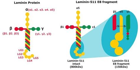 Laminin Protein
