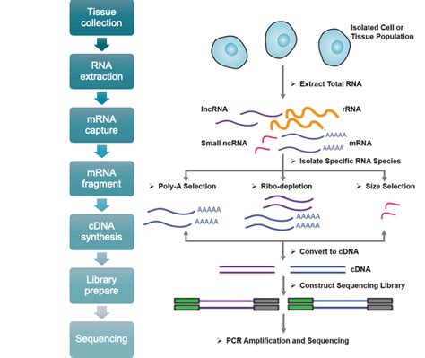 平台概述 Crown Bioscience