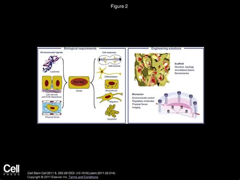 Biomimetic Platforms For Human Stem Cell Research Ppt Download