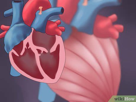 3 Ways To Determine Cardiac Output WikiHow Health