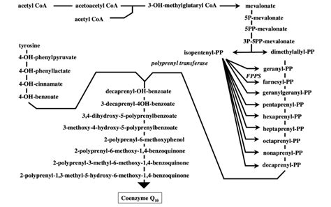A Simplified View Of Coenzyme Q 10 Biosynthesis The Precise