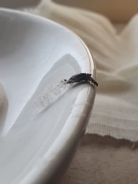 Wtf Is This In My Bathroom Insect Mumsnet