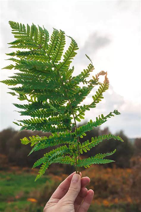 Slow life. Sztuka odpuszczania - kobietakreatywna.pl