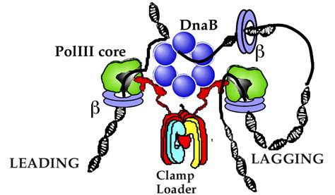 O′donnell Lab Learning