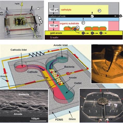 Microfluidics Based Organ On A Chip A Mechanically Active Download Scientific Diagram