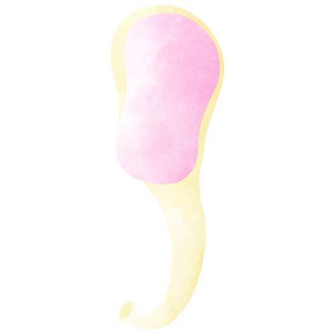 Incus Is A Small Ear Bone 43198173 Png