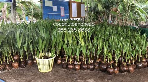 หน้าฝนนี้ ปลูกมะพร้าวน้ำหอม ต้องได้น้ำหอม สำคัญที่สุด แม่พันธุ์ต้องมีคุณภาพ สายพันธุ์ต้องดี