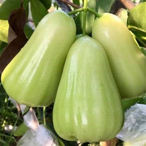 Wax Jambu Green Advanced Unknown Back In Stock Date Mt Martin