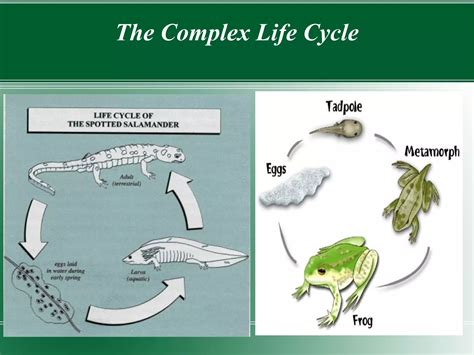 Amphibians Ppt