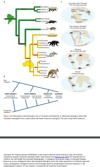 Many Different Modes Of Speciation Have Been