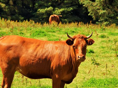 Free Images Grass Field Meadow Prairie Wildlife Herd Pasture