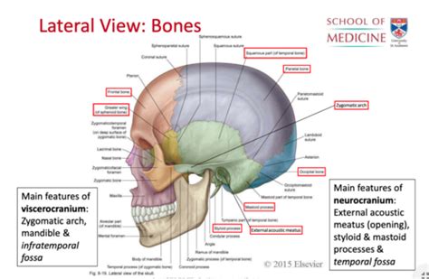 Suprameatal Triangle