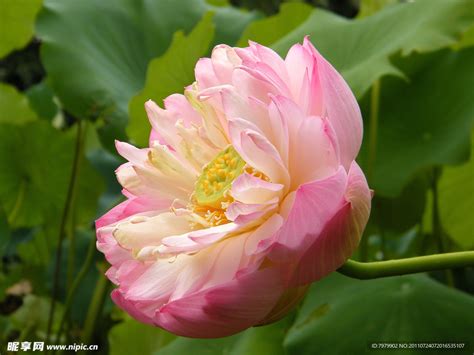 水塘荷花 开放莲花摄影图 花草 生物世界 摄影图库 昵图网