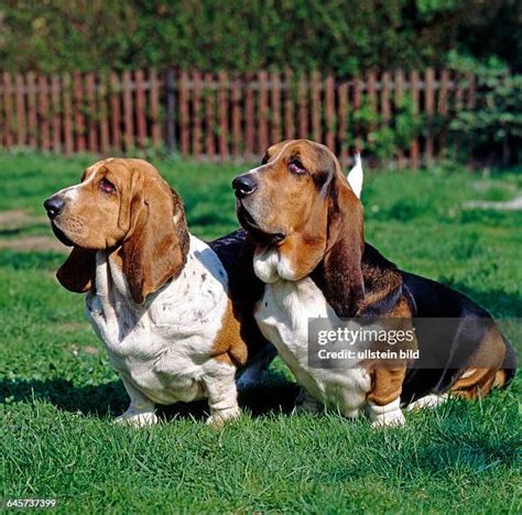 Is There A Miniature Basset Hound