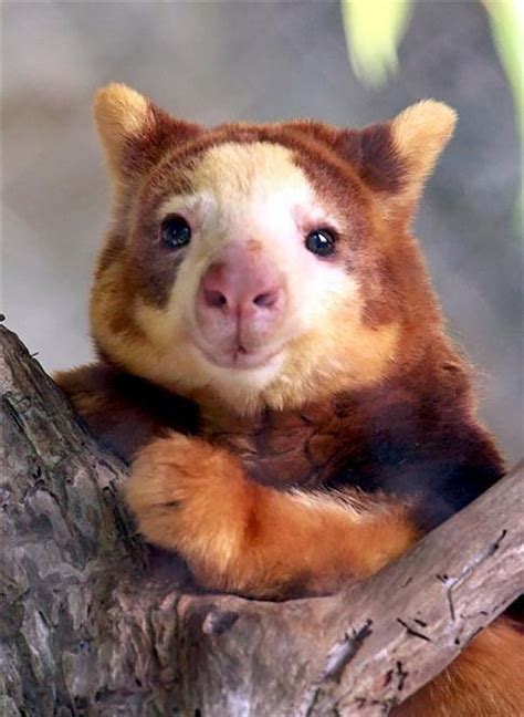 Turns Out Tree Kangaroos Exist And Its Impossible To Scroll Down This List Without Smiling