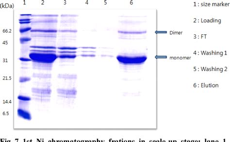 Figure 7 From Development Of Purification Process Of Recombinant Human Vascular Endotherial