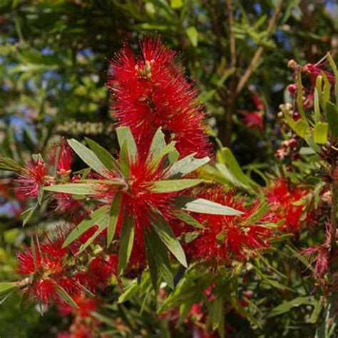 Callistemon Viminalis Wildfire Tuff Aussie Plants Callistemon Viminalis Wildfire Tuff Aussie Plants