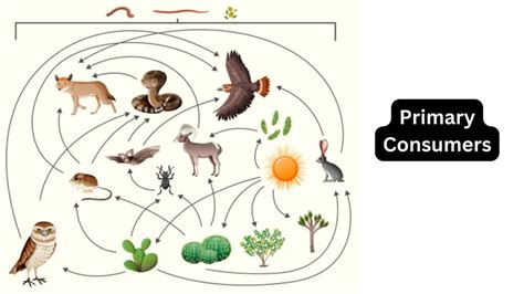 Consumers Definition Types Examples Biology Notes Online