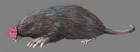 Adw Condylura Cristata Information