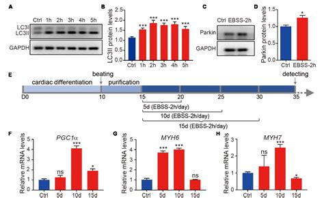 Figure 1 From Intermittent Starvation Promotes Maturation Of Human Embryonic Stem Cell Derived
