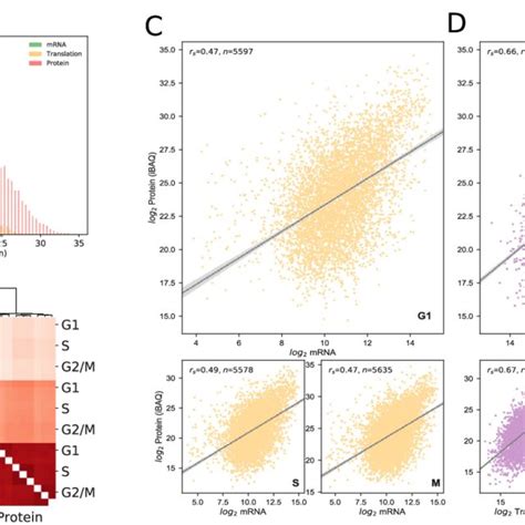 Distributions And Correlations In Transcript Translation And Protein