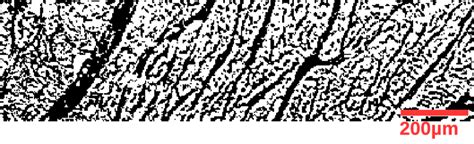 binary thresholding of fig 3c with a manually chosen threshold download scientific diagram